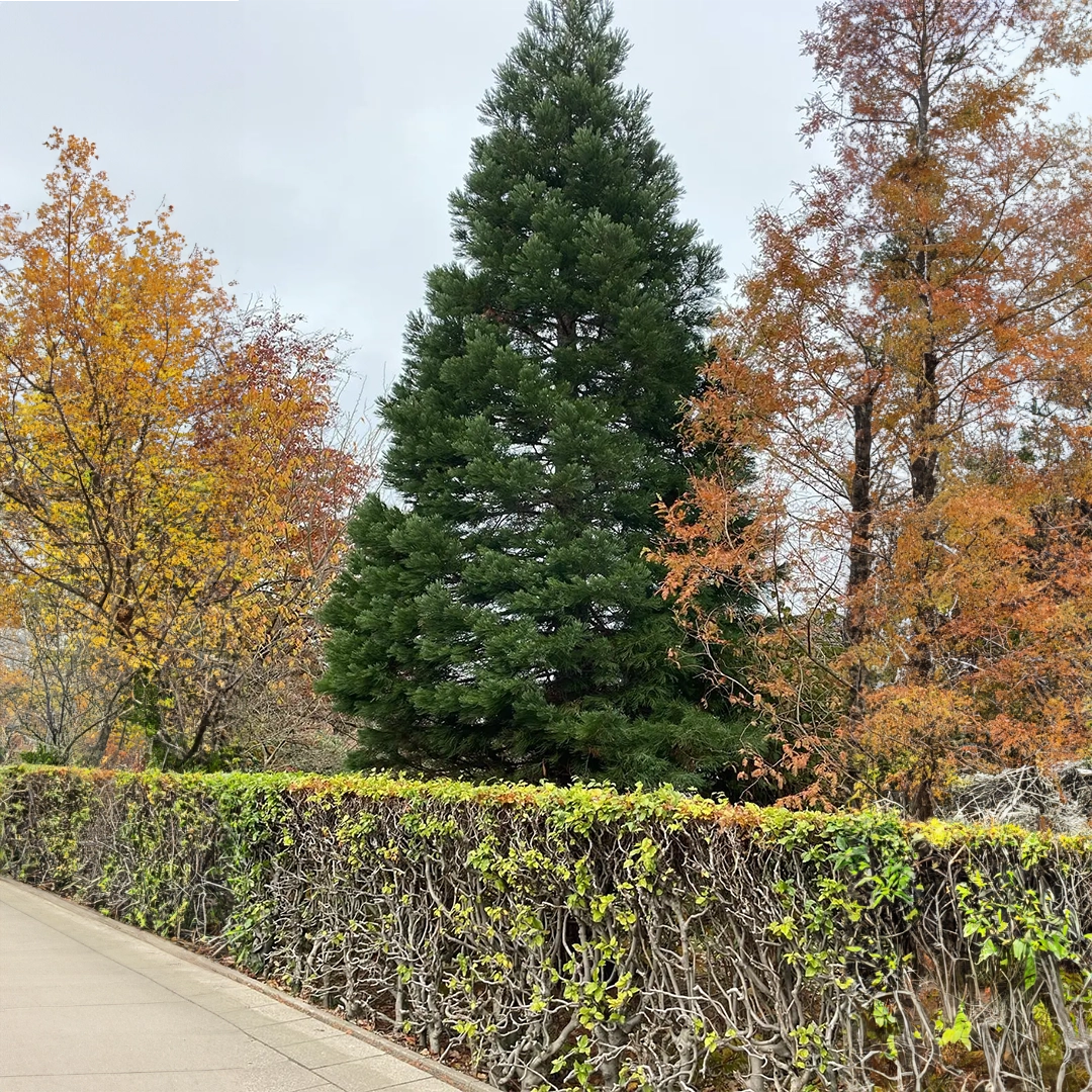 Mamutowiec – Sekwoja Olbrzymia 20/30 cm | Sklep Sadzonki